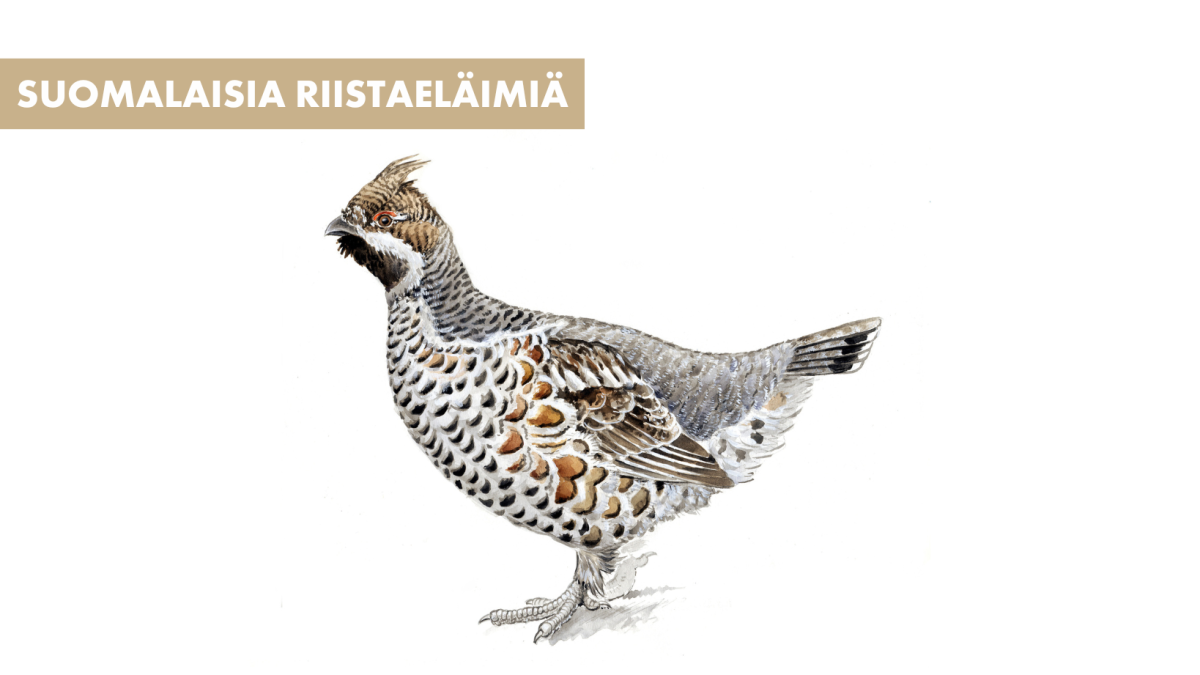 Suomalaisia riistaeläimiä: Pyy